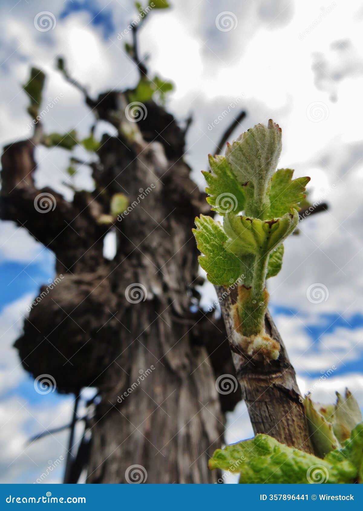 Budding Vine Leaves Against Cloudy Sky Stock Image - Image of blurred, fresh: 357896441