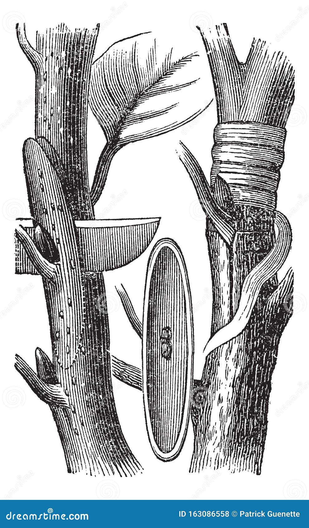 Budding. Asexual Reproduction Of Yeast Cell Cartoon Vector ...