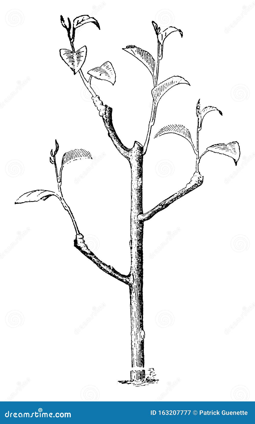 Budding Vintage Illustration Stock Vector - Illustration of branch ...