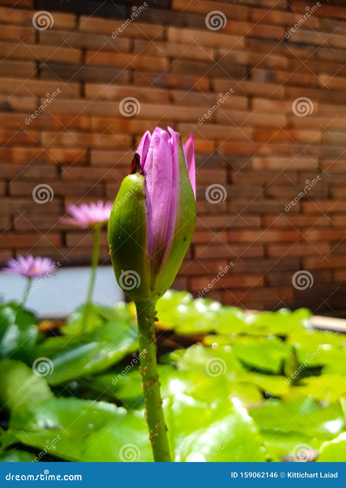 The Budding Lily (Lilium Formosanum). Royalty-Free Stock Photo ...