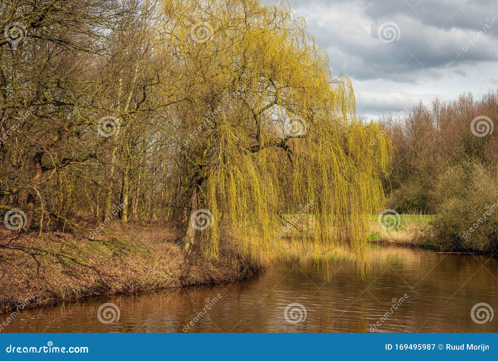 Budding Weeping Willow in Springtime Stock Image - Image of river ...