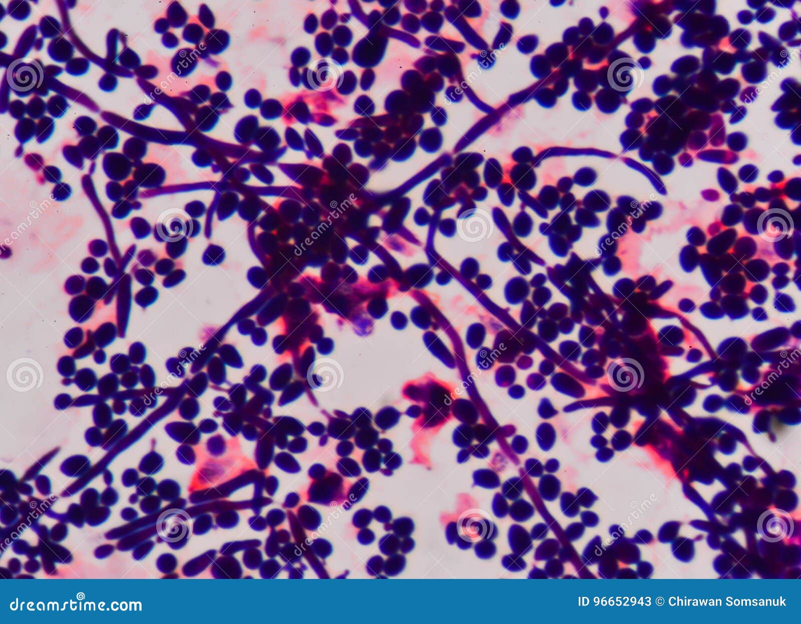 Budding Yeast Cell Structure Stock Image - Image of health, biology ...