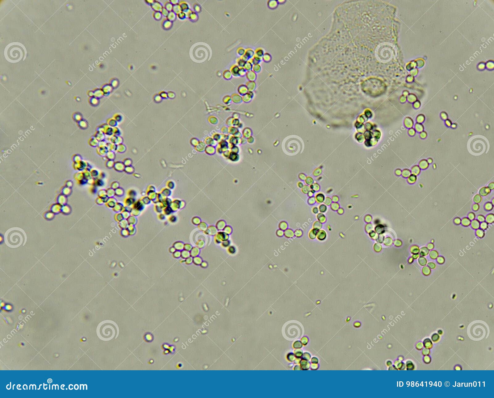 Budding Yeast Microscope