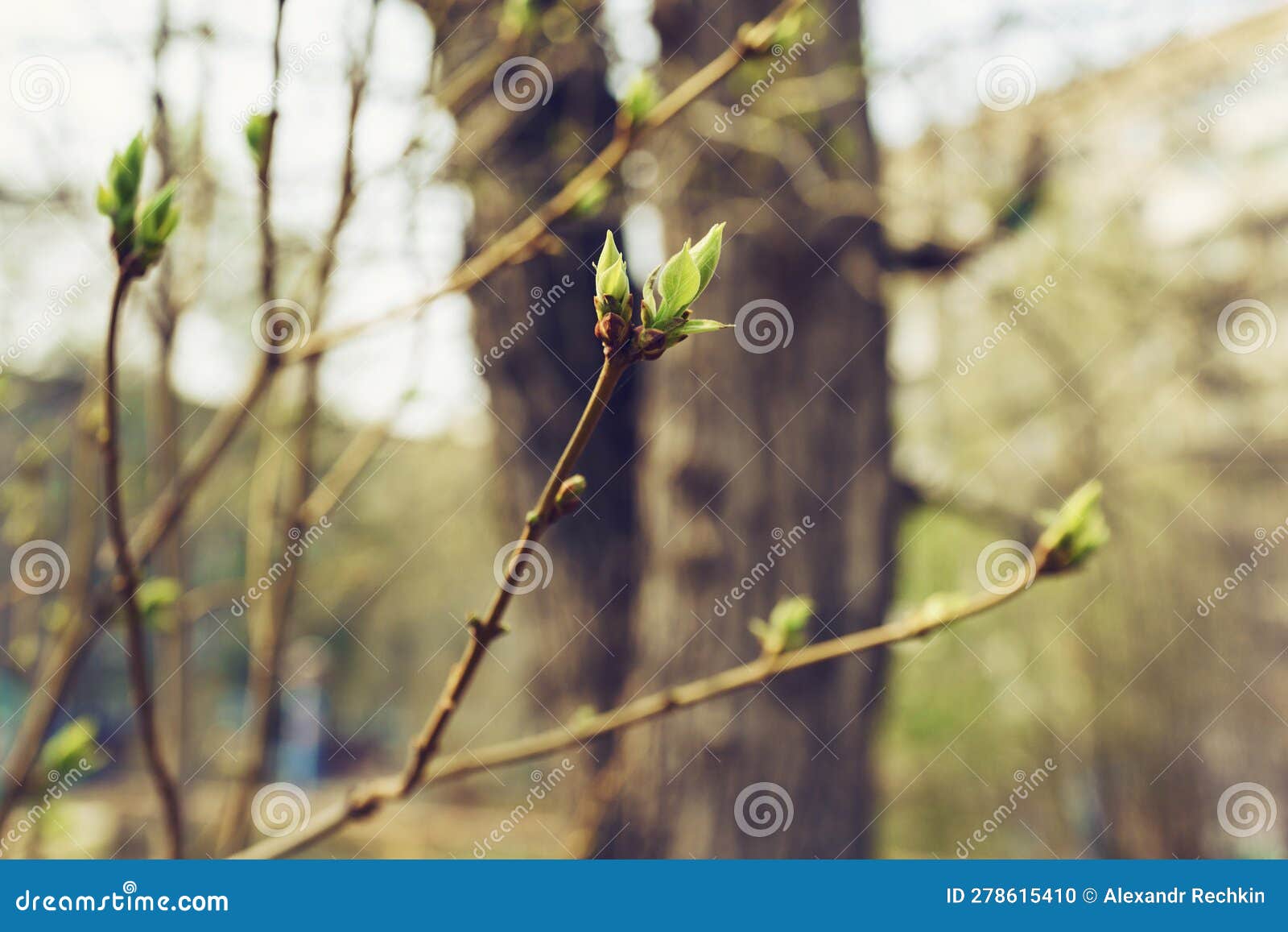 Budding Young Lilac Leaves on a Twig on a Sunny Spring Day Stock Photo ...