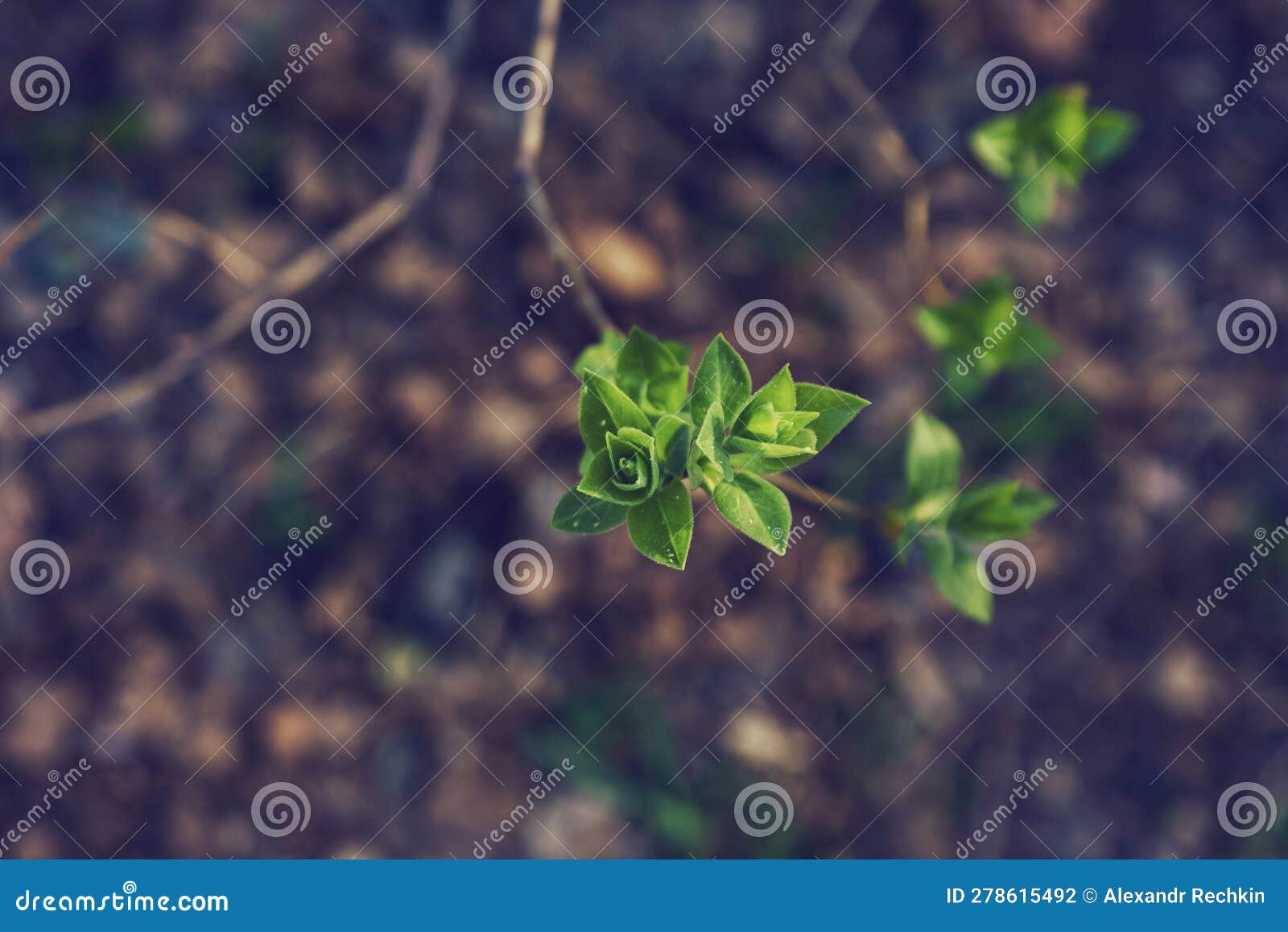Budding Young Lilac Leaves on a Twig on a Sunny Spring Day Stock Photo ...