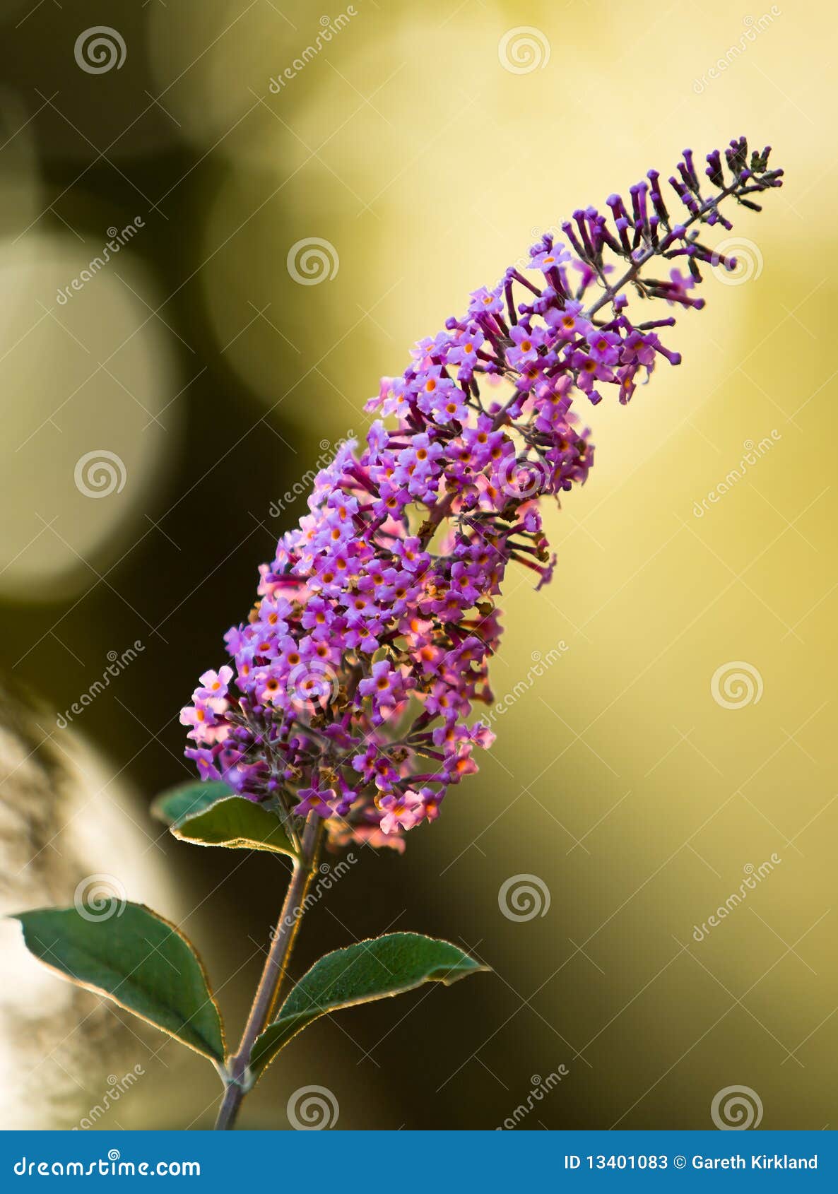 Buddleia, Butterfly Bush. stock image. Image of wild - 13401083