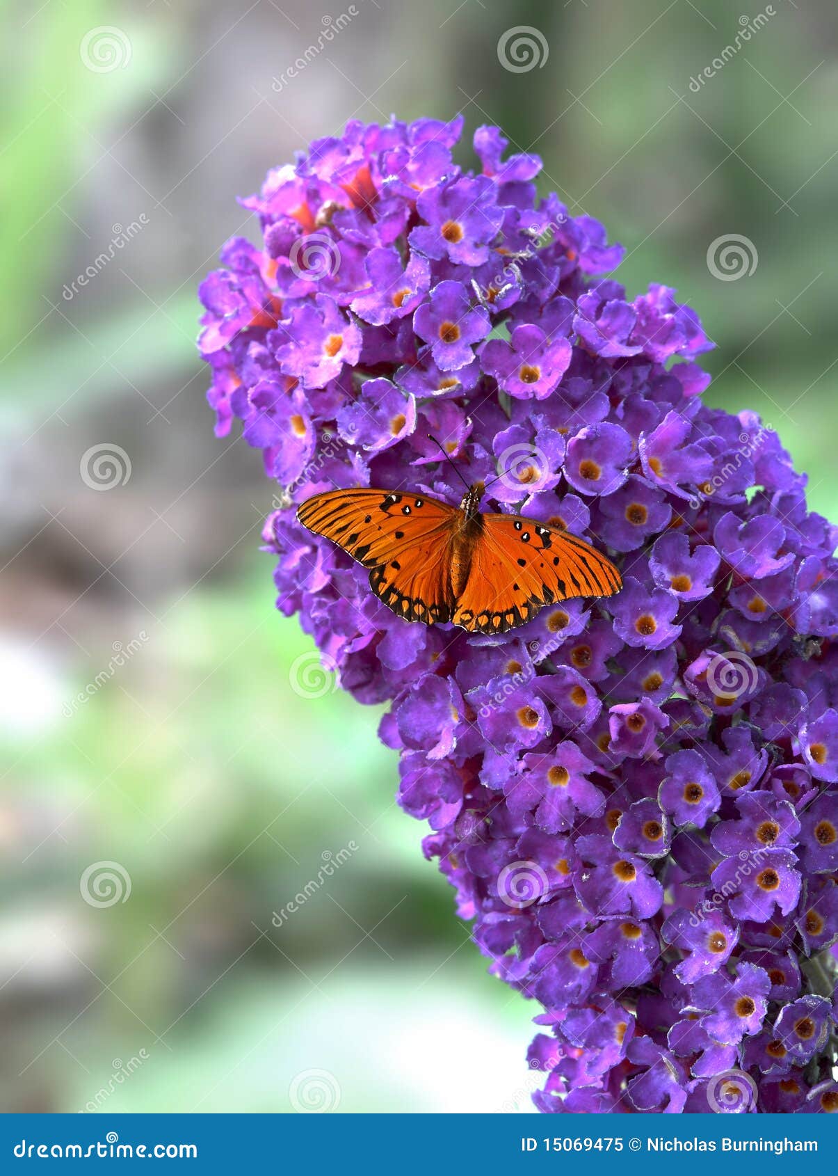 Buddleia with Butterfly - HDR Stock Image - Image of bush, closeup ...