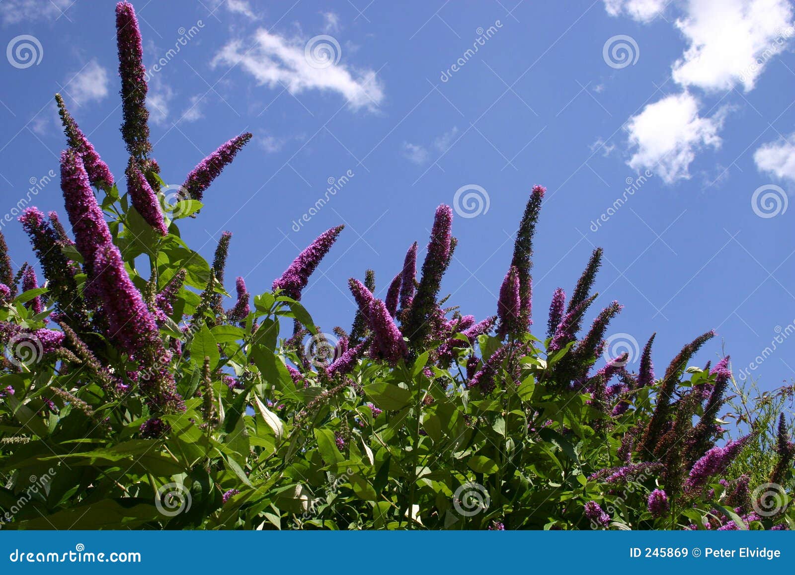 Buddleia Davidii stock image. Image of blue, bush, buddleia - 245869