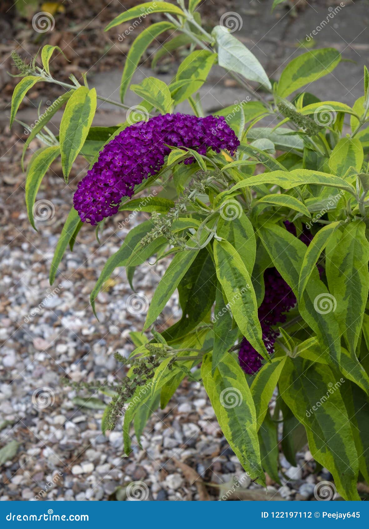 Buddleia De Color Morado Oscuro Foto de archivo - Imagen de ...