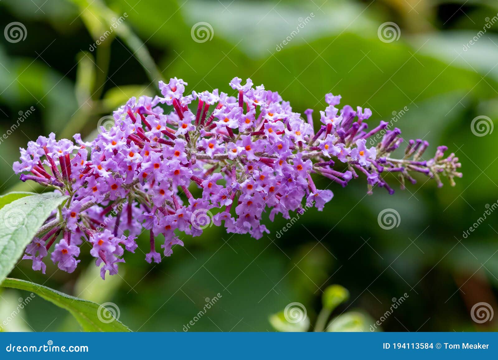 Inflorescence Of Buddlea Davidii Buddleja Changeable Buddleja Davidii ...