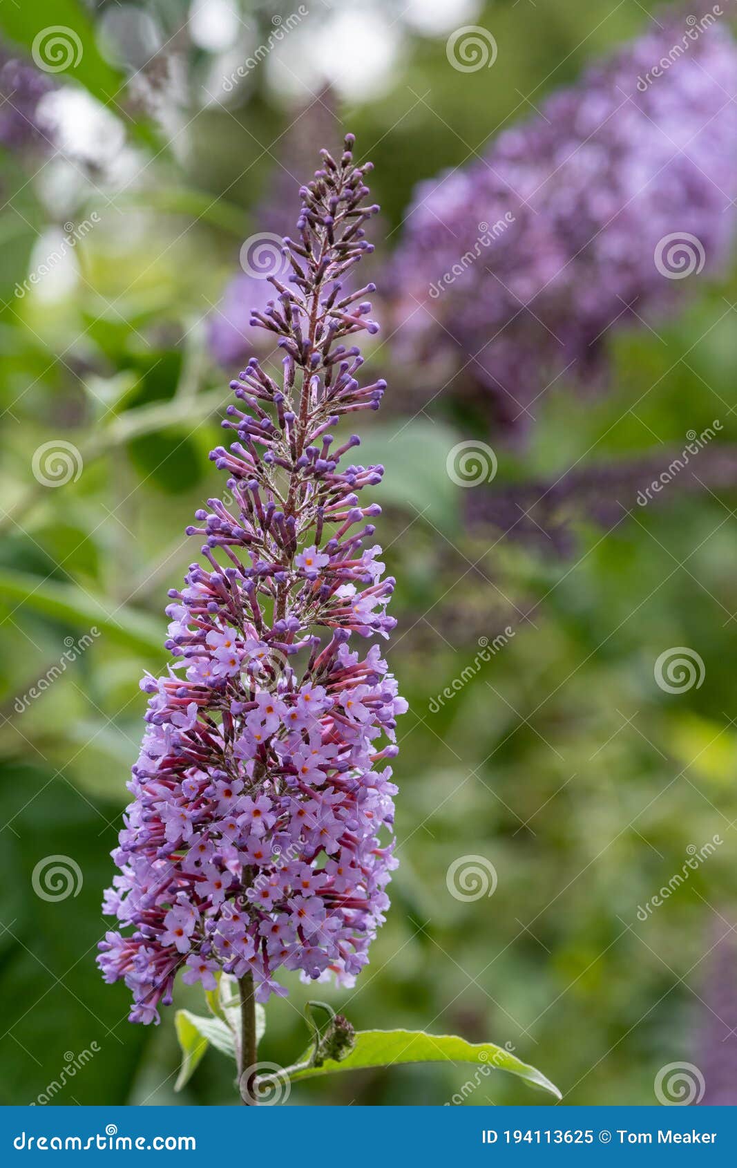 Inflorescence Of Buddlea Davidii Buddleja Changeable Buddleja Davidii ...