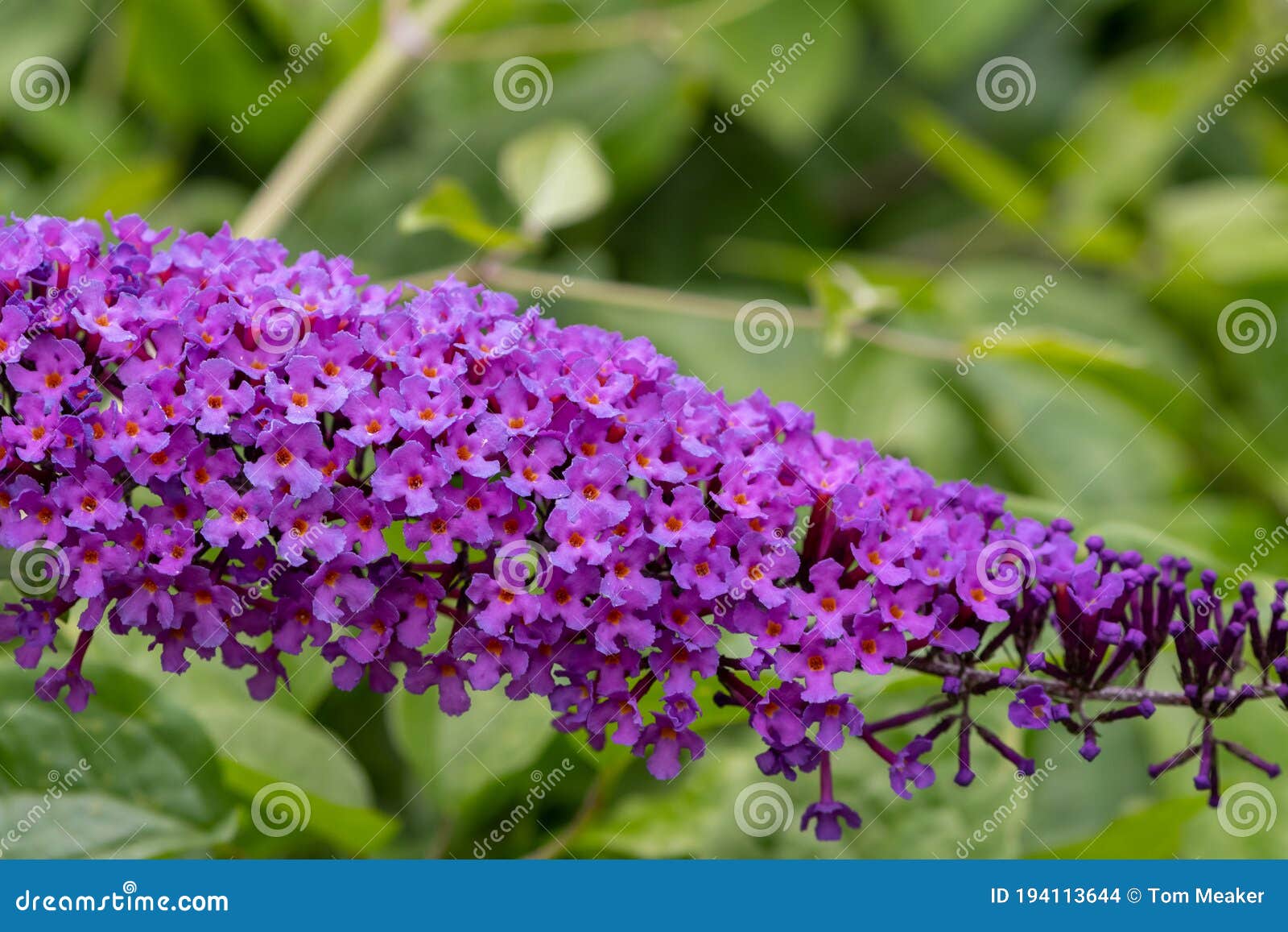 Inflorescence Of Buddlea Davidii Buddleja Changeable Buddleja Davidii ...