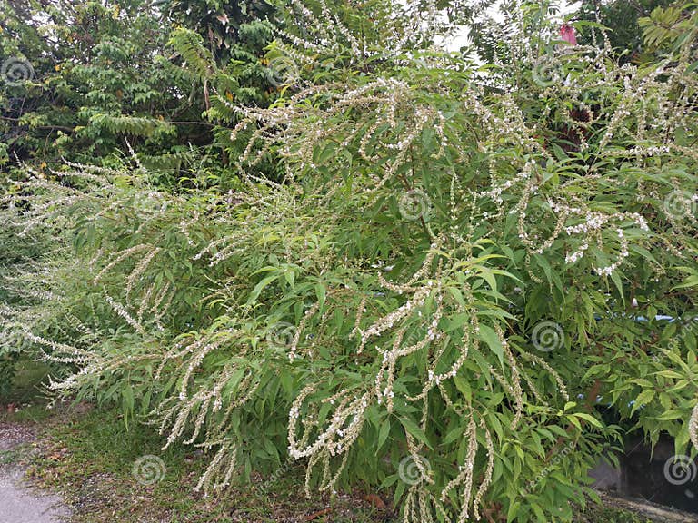 Buddleja Asiatica the Tender Deciduous Shrub Plant. Stock Photo - Image ...