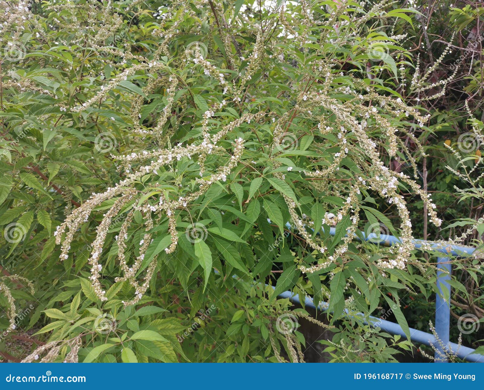 Buddleja Asiatica the Tender Deciduous Shrub Plant. Stock Image - Image ...