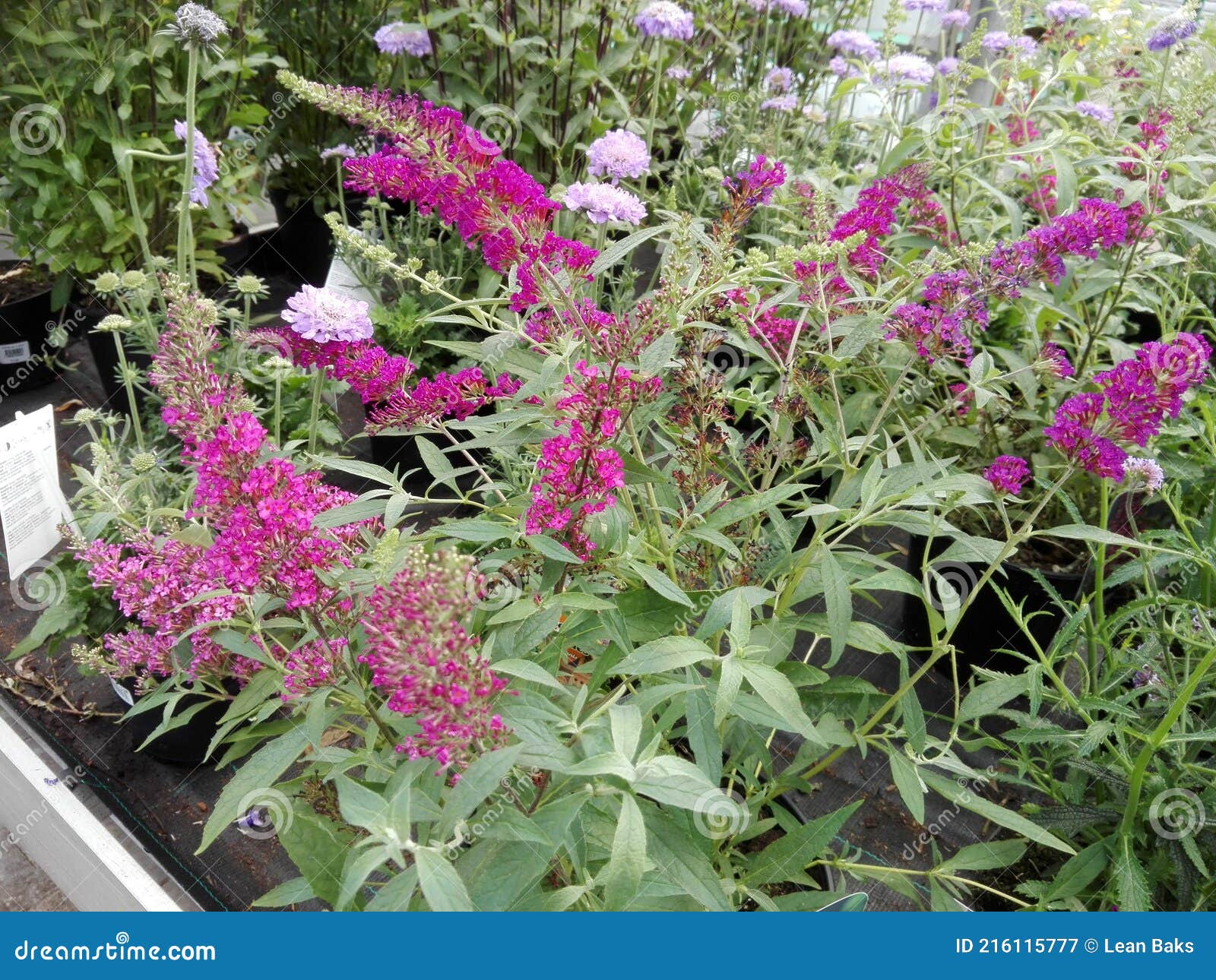 Buddleja Buzz Hot Raspberry Stock Image - Image of buddleja, raspberry ...