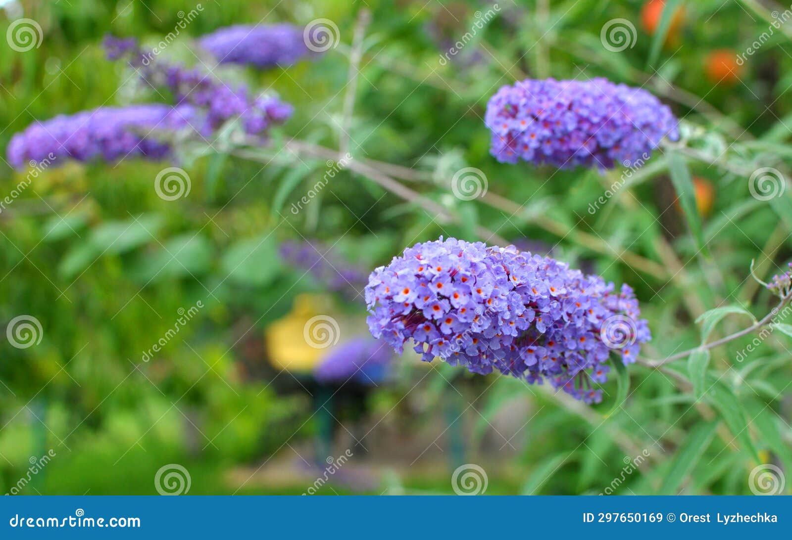 Buddleja Davidii is Blooming in the Garden Stock Image - Image of ...