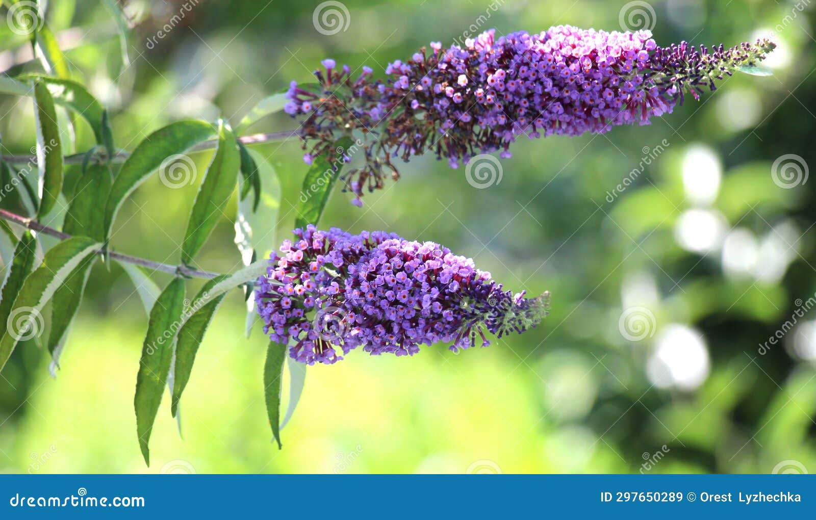 Buddleja Davidii is Blooming in the Garden Stock Image - Image of petal ...