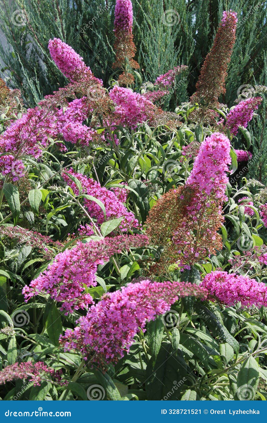 Buddleja Davidii is Blooming in the Garden Stock Image - Image of ...