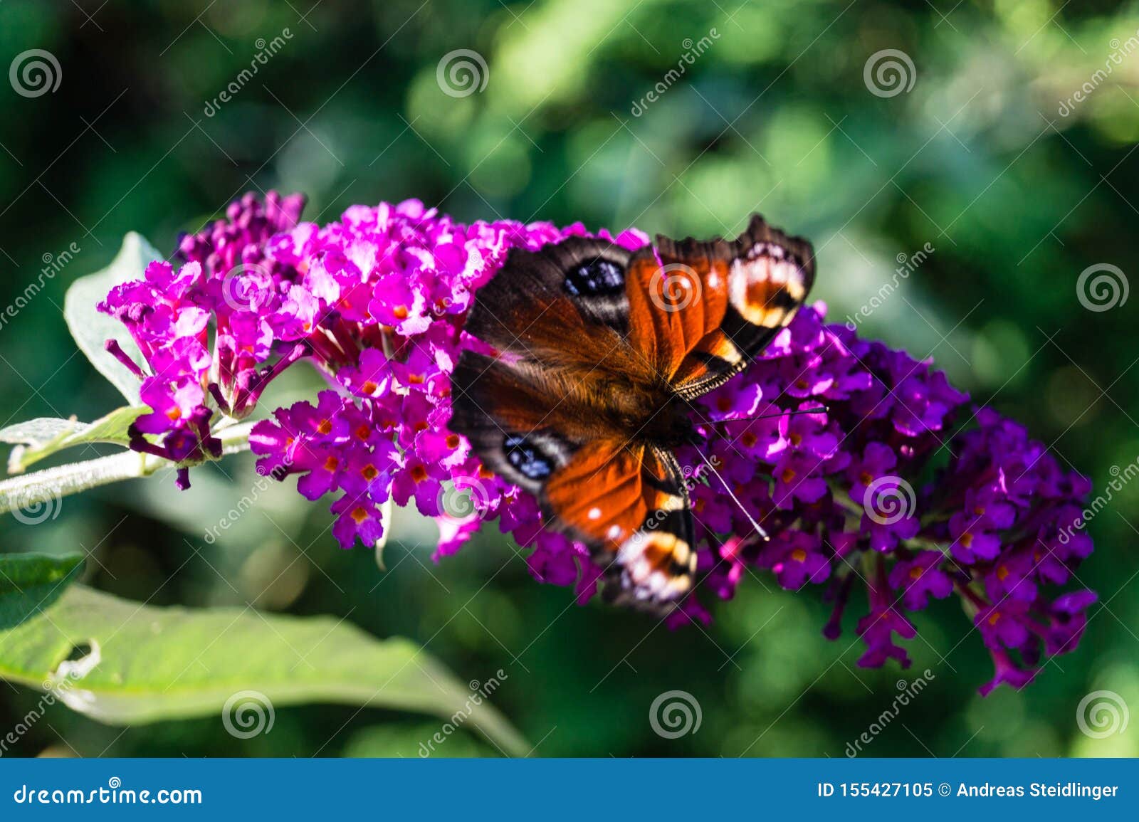 Buddleja Davidii Butterflybush Stock Image - Image of background ...