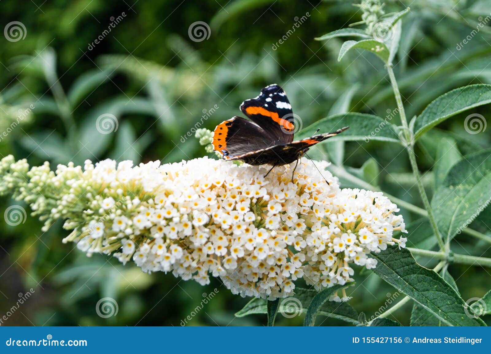 Buddleja Davidii Butterflybush Stock Photo - Image of garden, animal ...