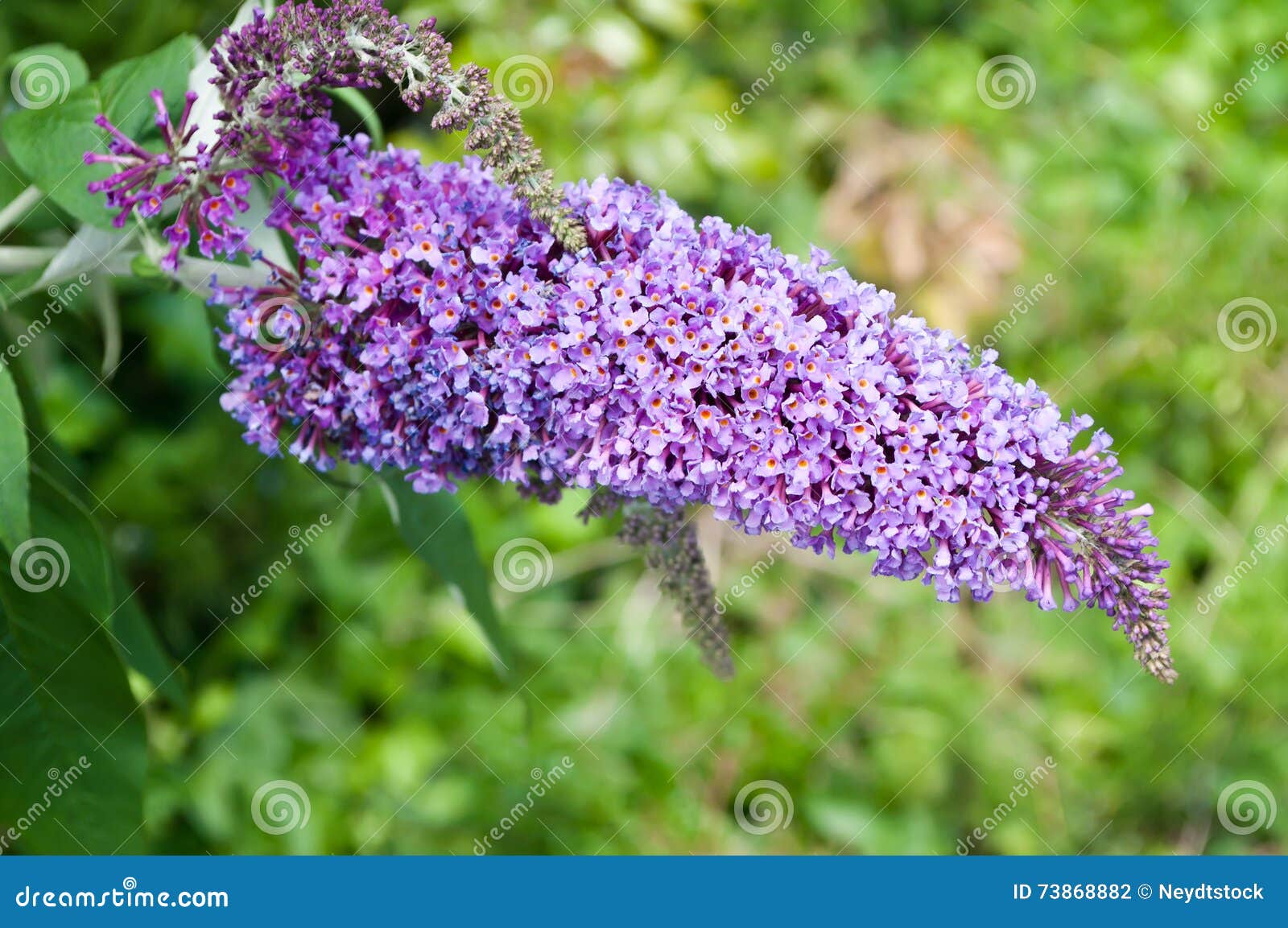 Buddleja Davidii Flower - Butterfiy Tree Flower Stock Photo - Image of ...