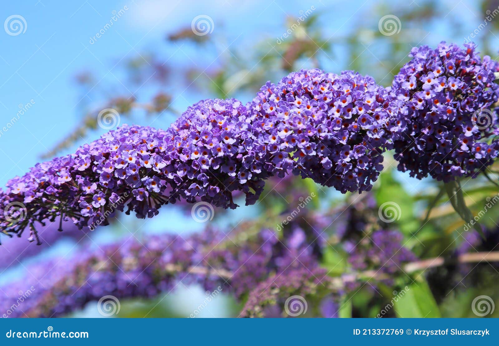 Buddleja davidii stock image. Image of beauty, blooming - 213372769