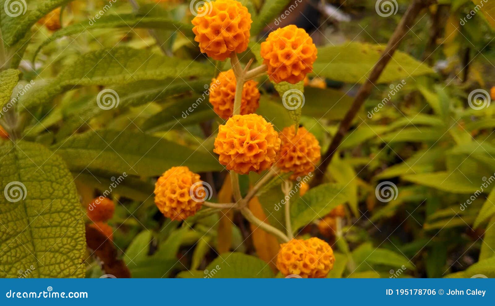 Buddleja Globosa Medicinal Plant Or Orange-ball-tree, Orange Ball ...