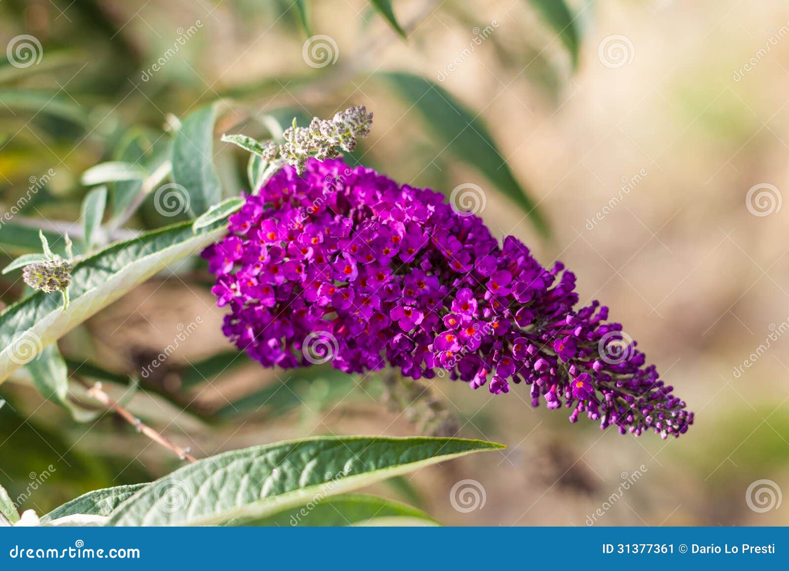 Buddleja stock image. Image of growth, buddleja, floral - 31377361