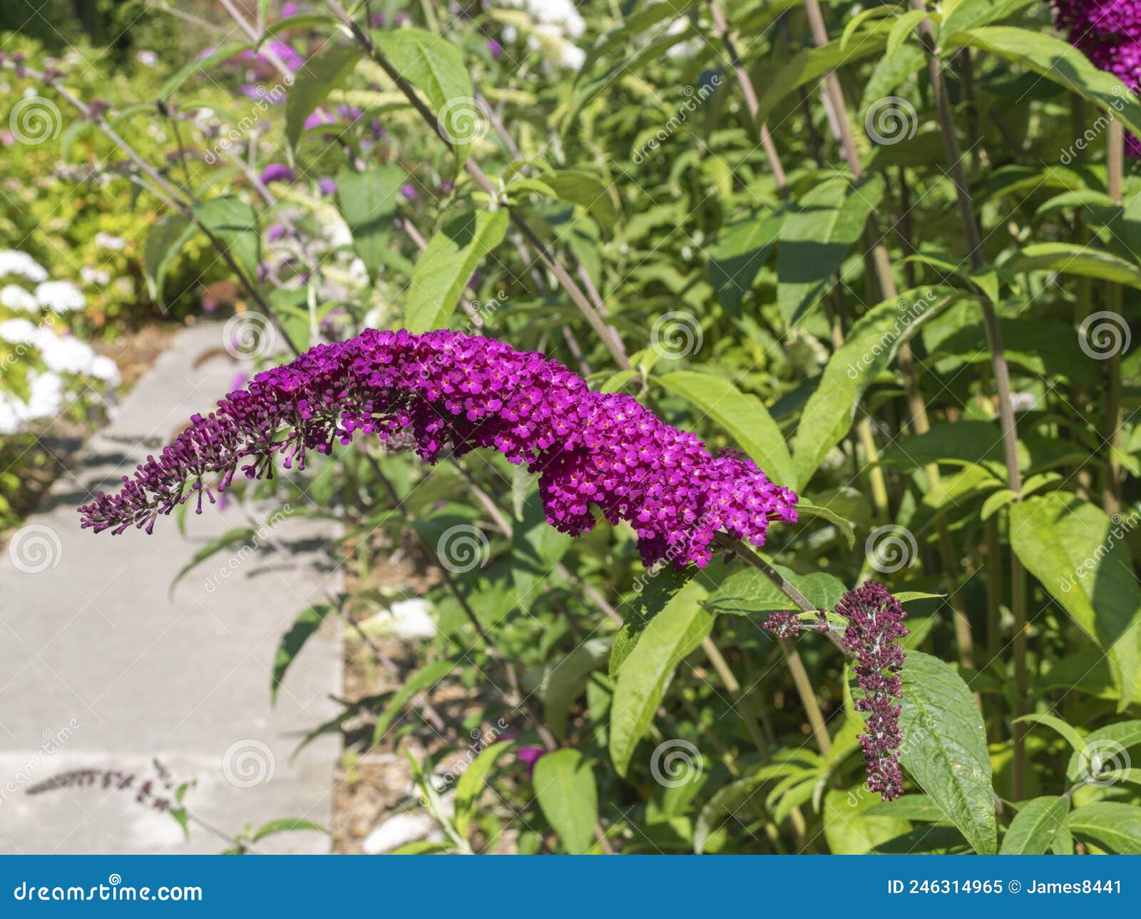 Buddlejaceae Buddleja Officinalis. Stock Image - Image of nature ...