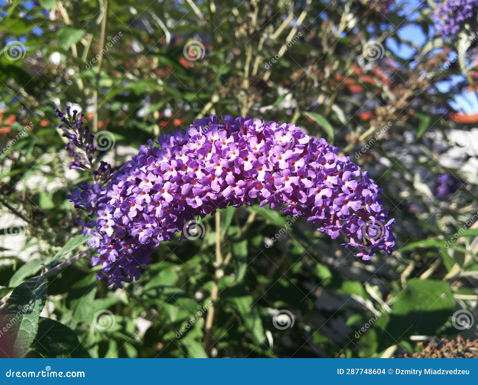 Butterfly Tree, Butterfly Leaves Royalty-Free Stock Photo ...