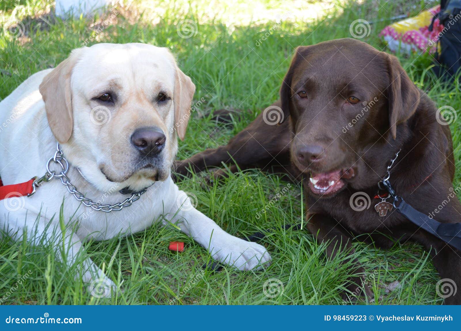 Buddy and Yoddy stock image. Image of doggy, mydog, nature - 98459223