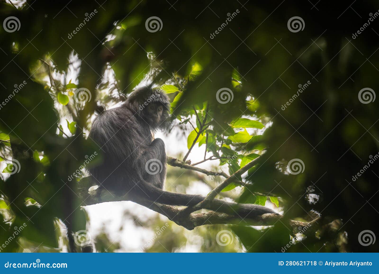Budeng Monkey (Trachypithecus Auratus)in Gunung Gede Pangrango National ...