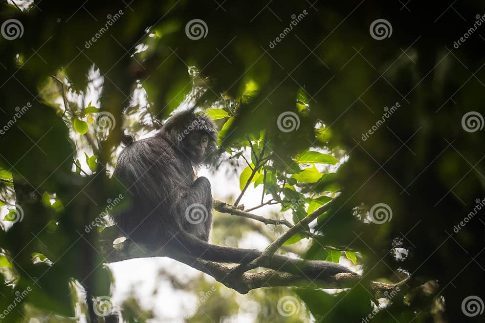 Budeng Monkey (Trachypithecus Auratus)in Gunung Gede Pangrango National Park West Java Stock ...