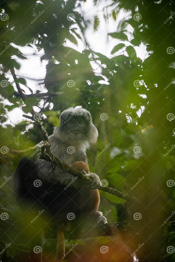 Budeng Monkey (Trachypithecus Auratus)in Gunung Gede Pangrango National ...