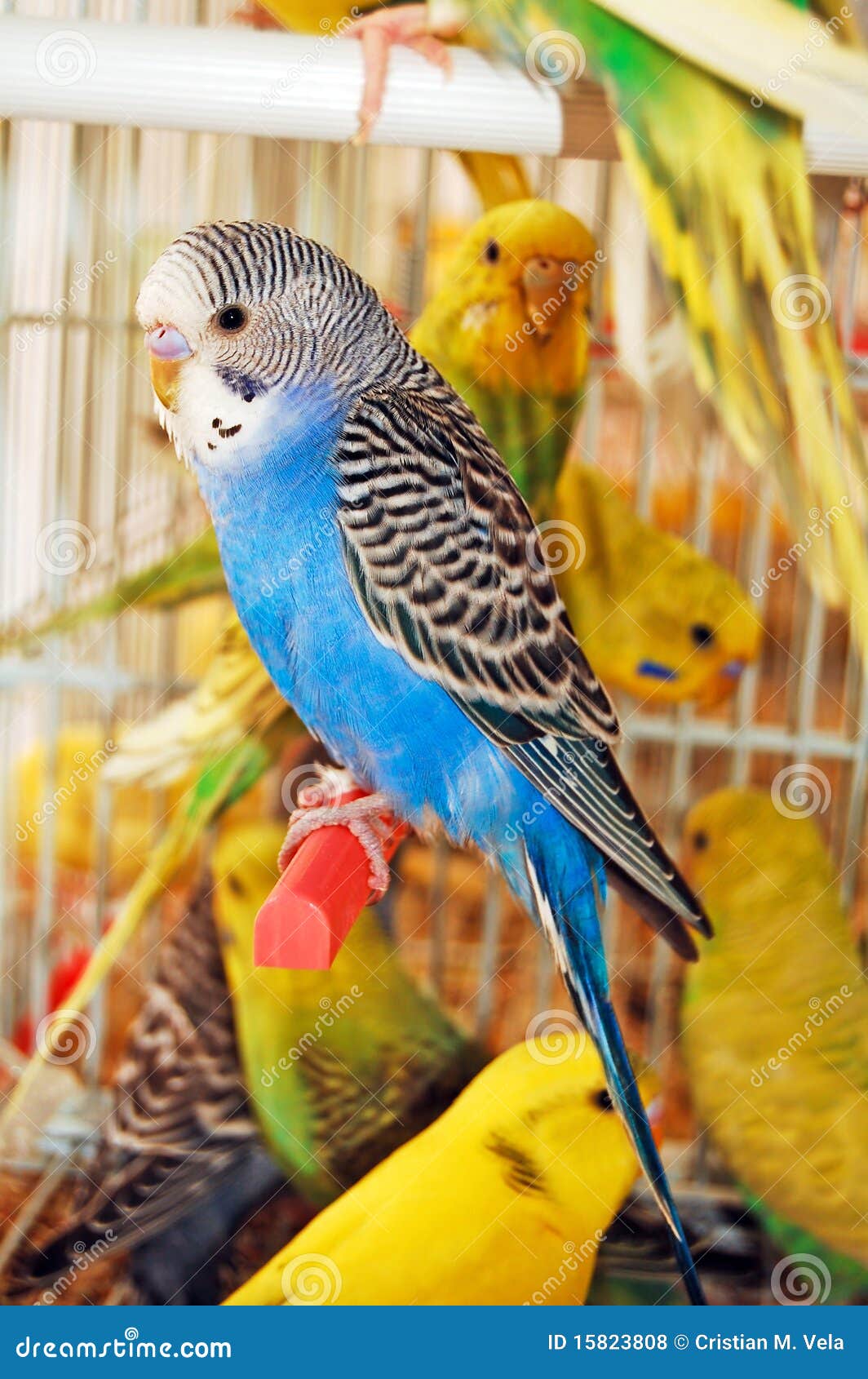 Budgerigar stock photo. Image of parrot, domestic, bird - 15823808