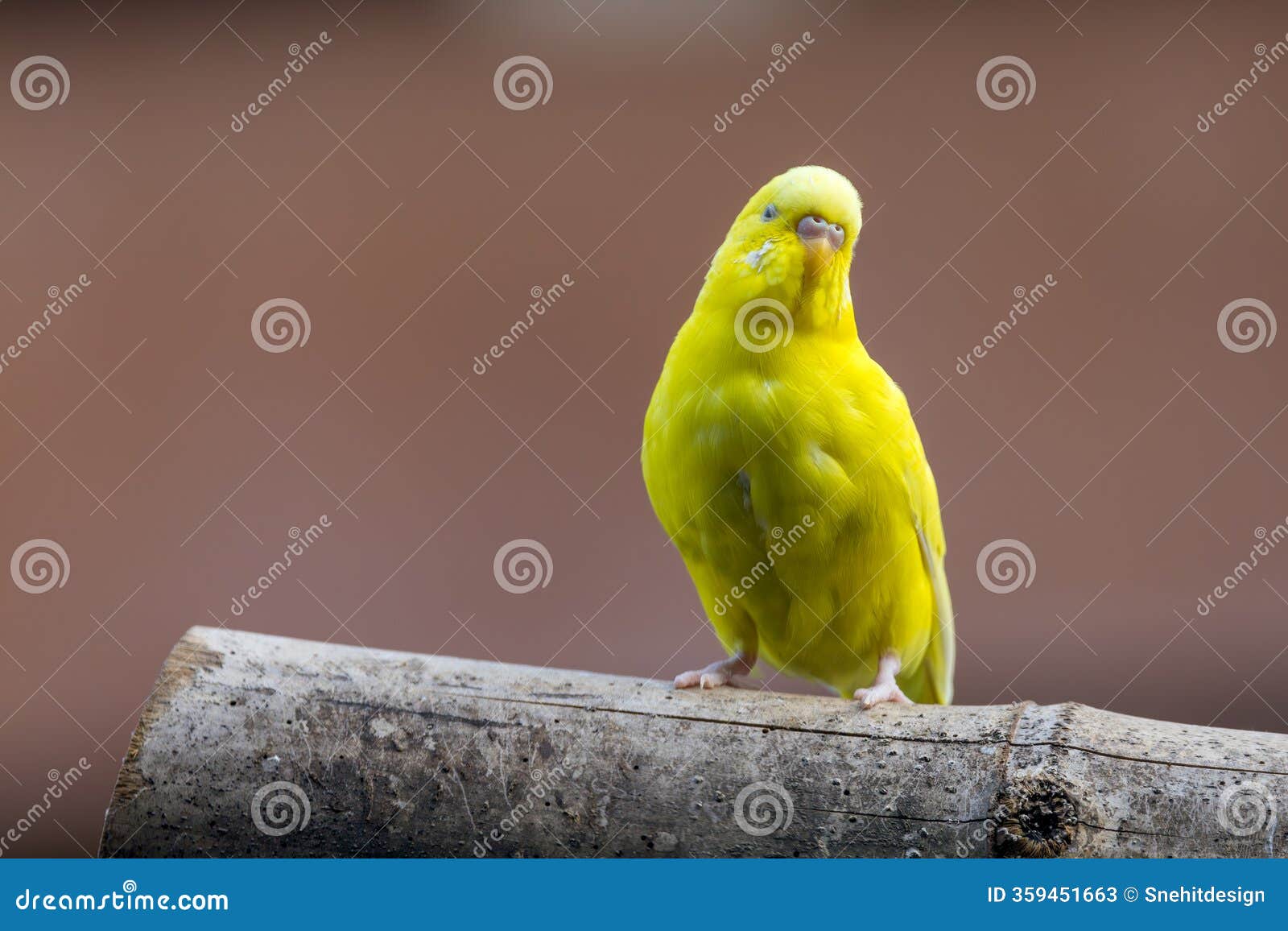 Budgerigar Also Known As the Common Parakeet, Shell Parakeet or Budgie ...