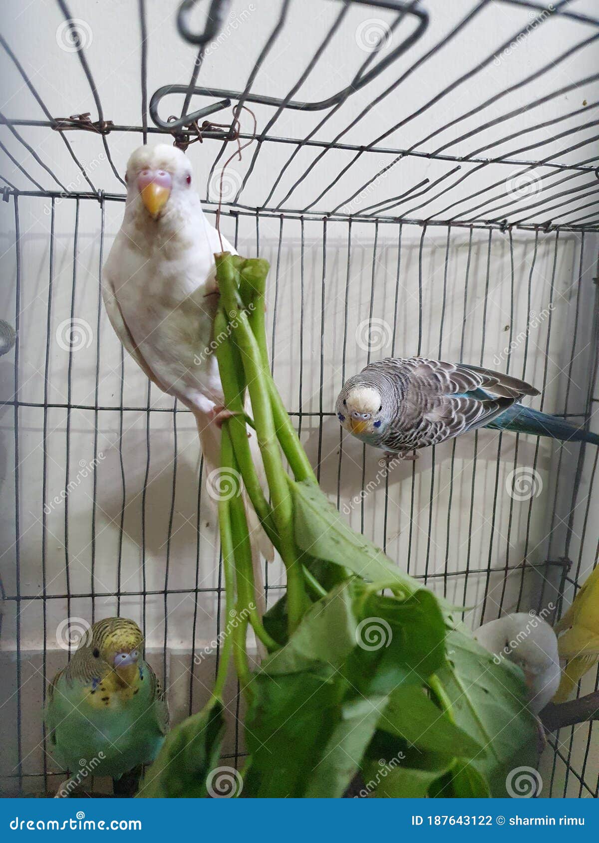 Budgerigar stock photo. Image of wing, plant, green - 187643122