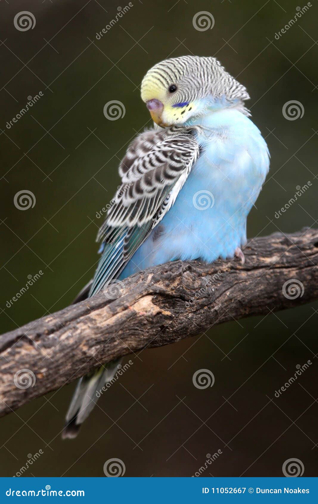 Budgerigar Bird stock image. Image of wild, head, beak - 11052667