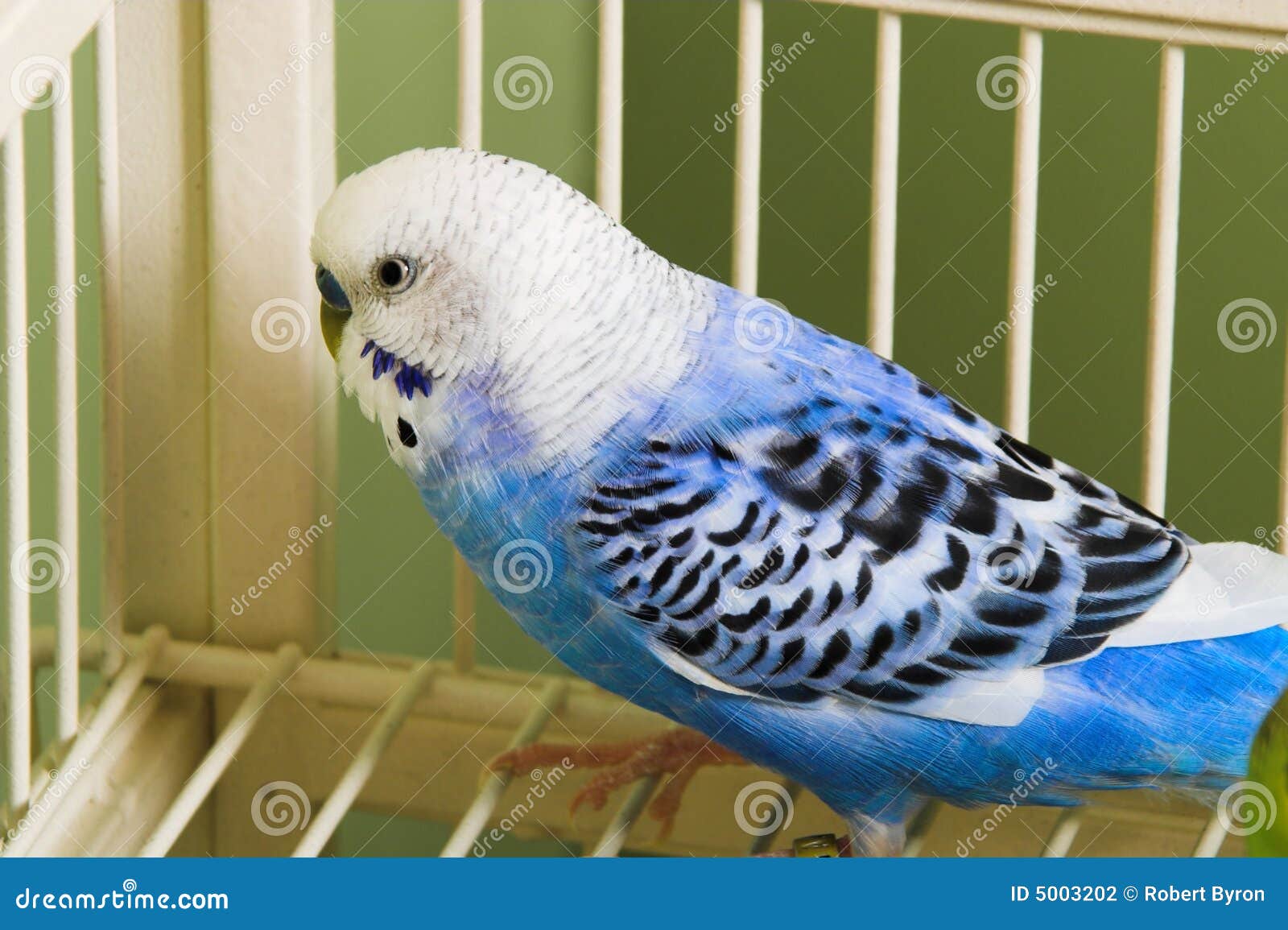 Budgerigar bird in cage stock photo. Image of budgerigar - 5003202