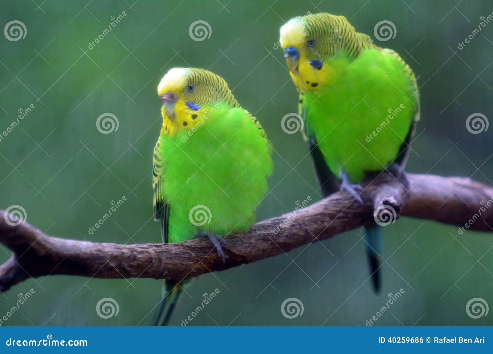 Budgerigar stock photo. Image of australia, budgie, beautiful - 40259686