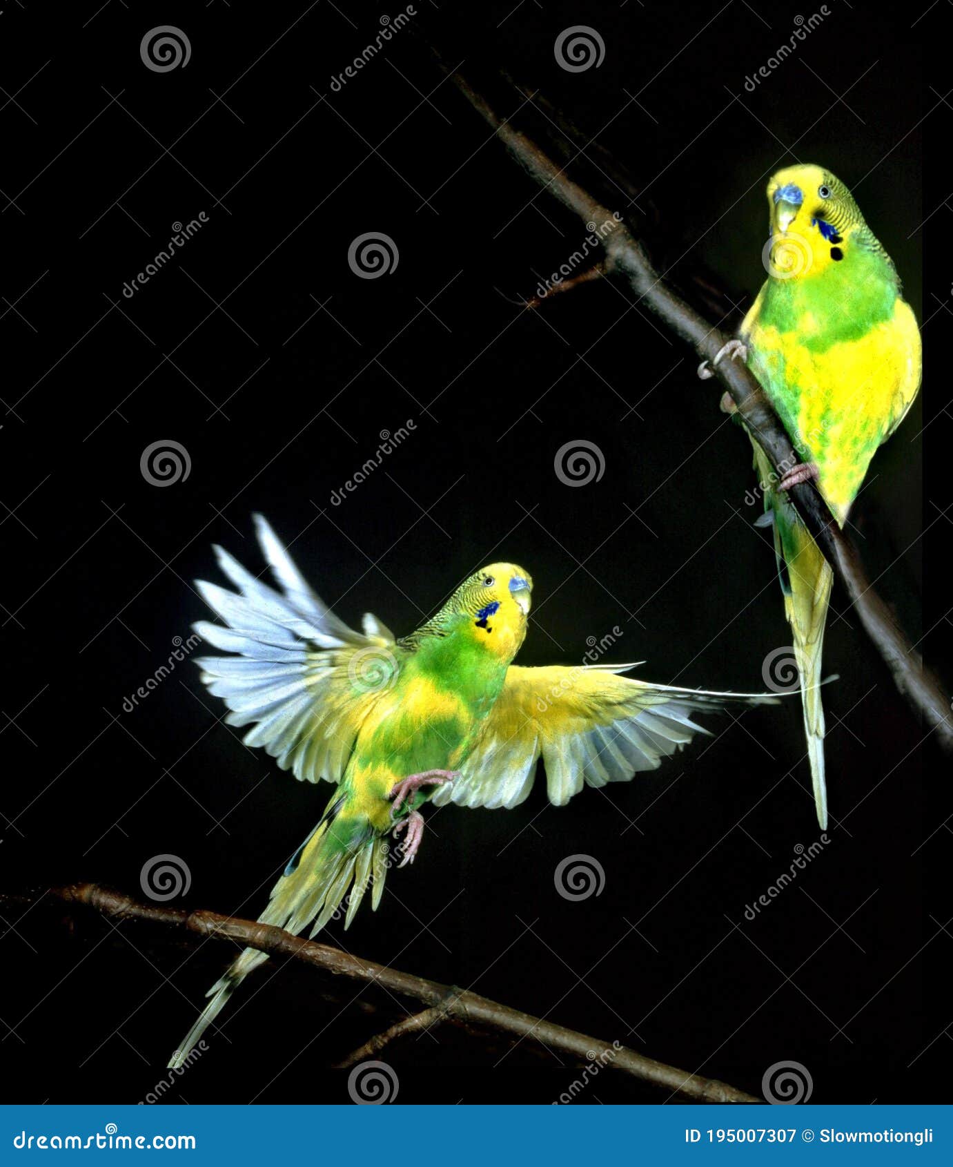 Budgerigar, Melopsittacus Undulatus, Adult in Flight Stock Image ...