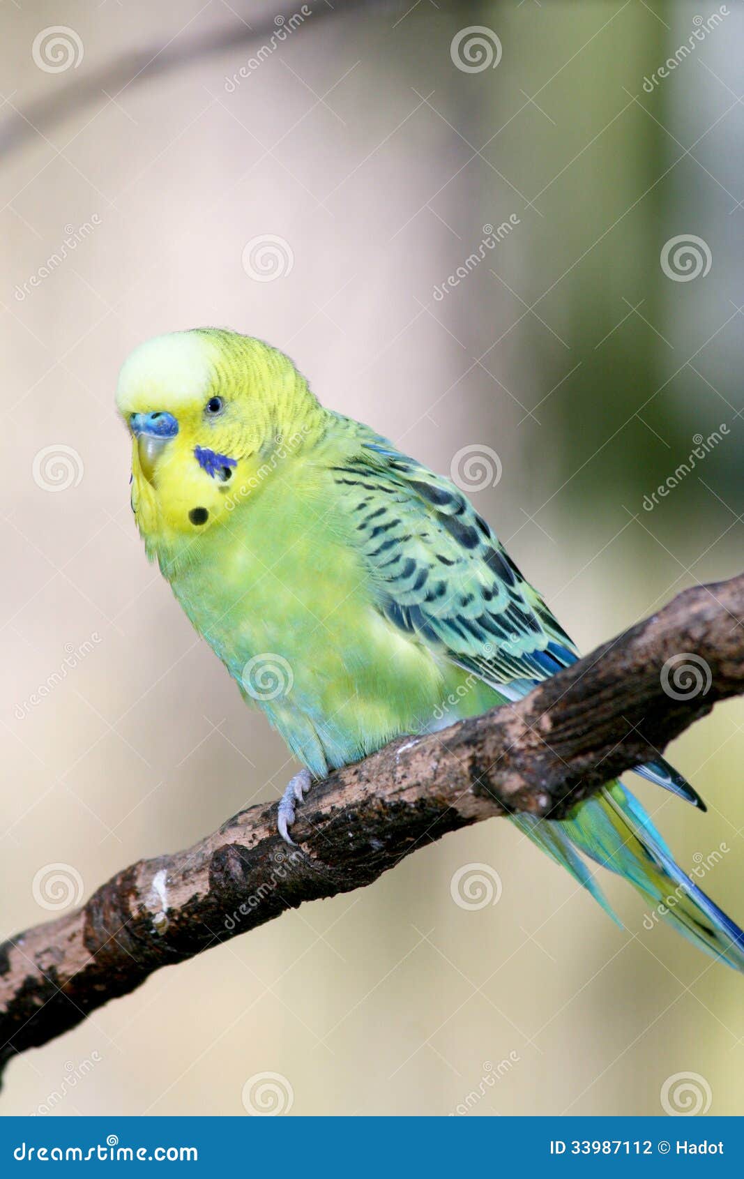 Budgerigar (Melopsittacus Undulatus) Stock Photo - Image of budgerigar ...