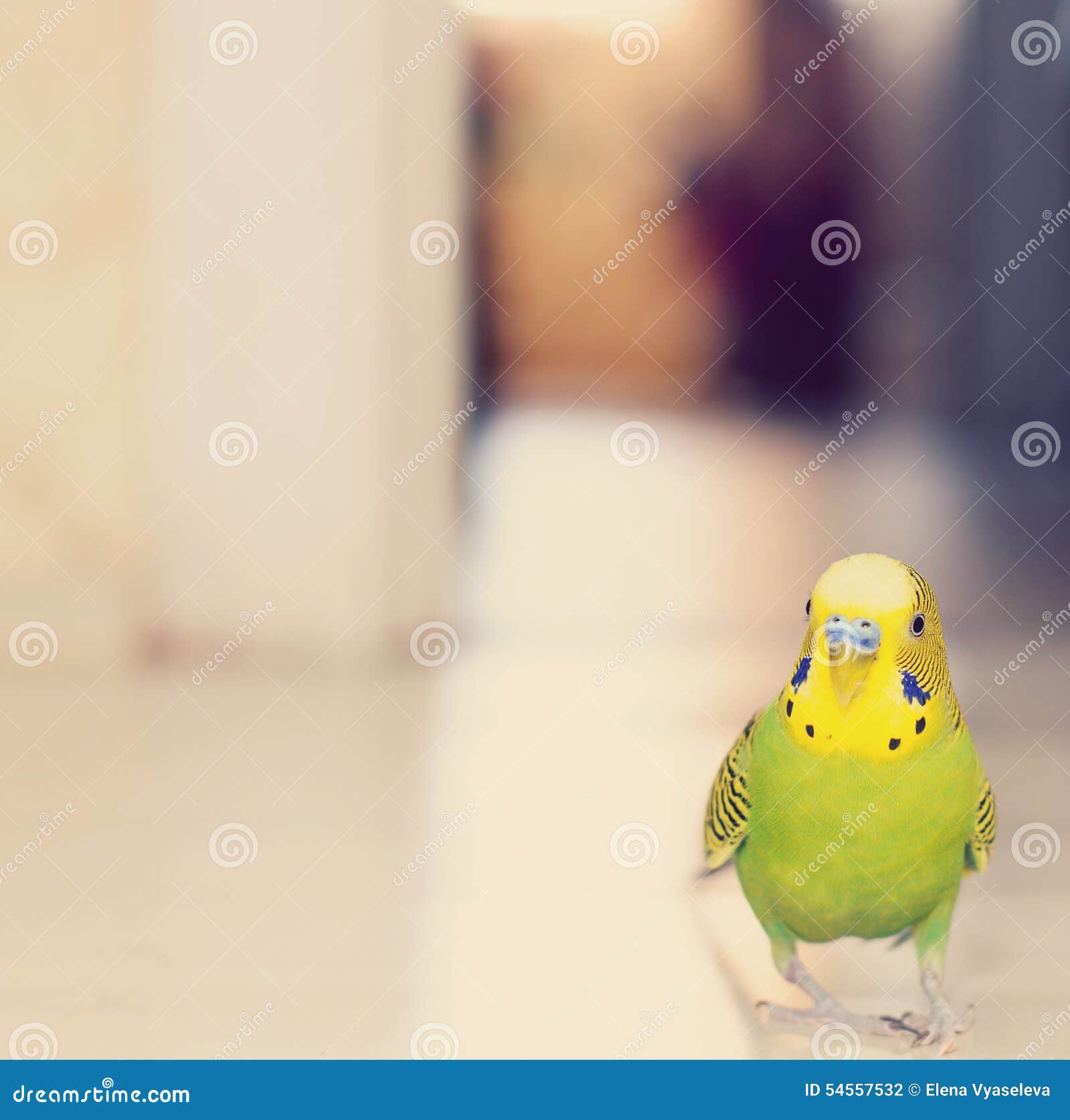 Budgerigar Parrot Walking on Floor. Stock Photo - Image of beautiful ...