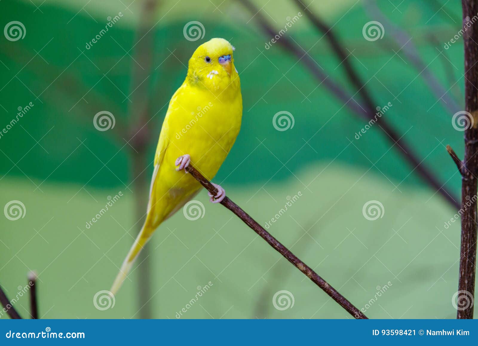 Budgerigar on the tree editorial photo. Image of mirror - 93598421