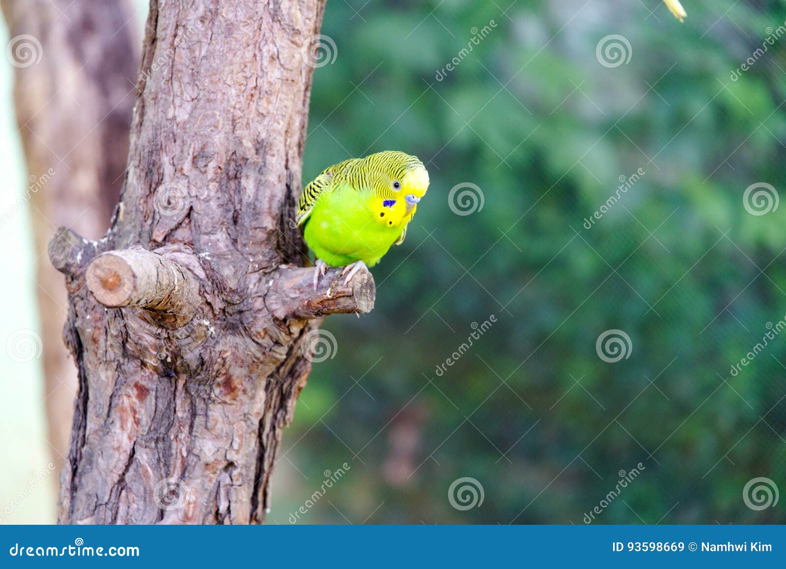 Budgerigar on the tree editorial stock image. Image of amusing - 93598669