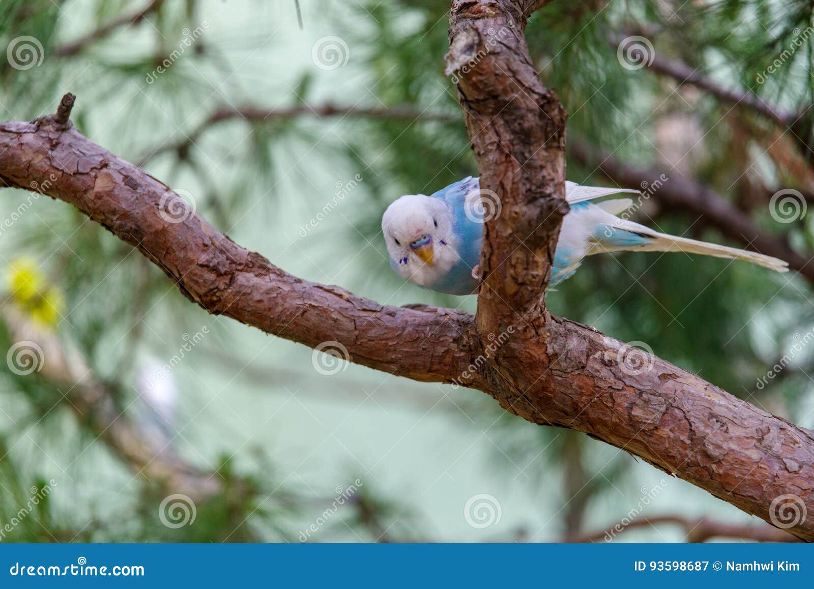 Budgerigar on the tree editorial photography. Image of budgerigar ...