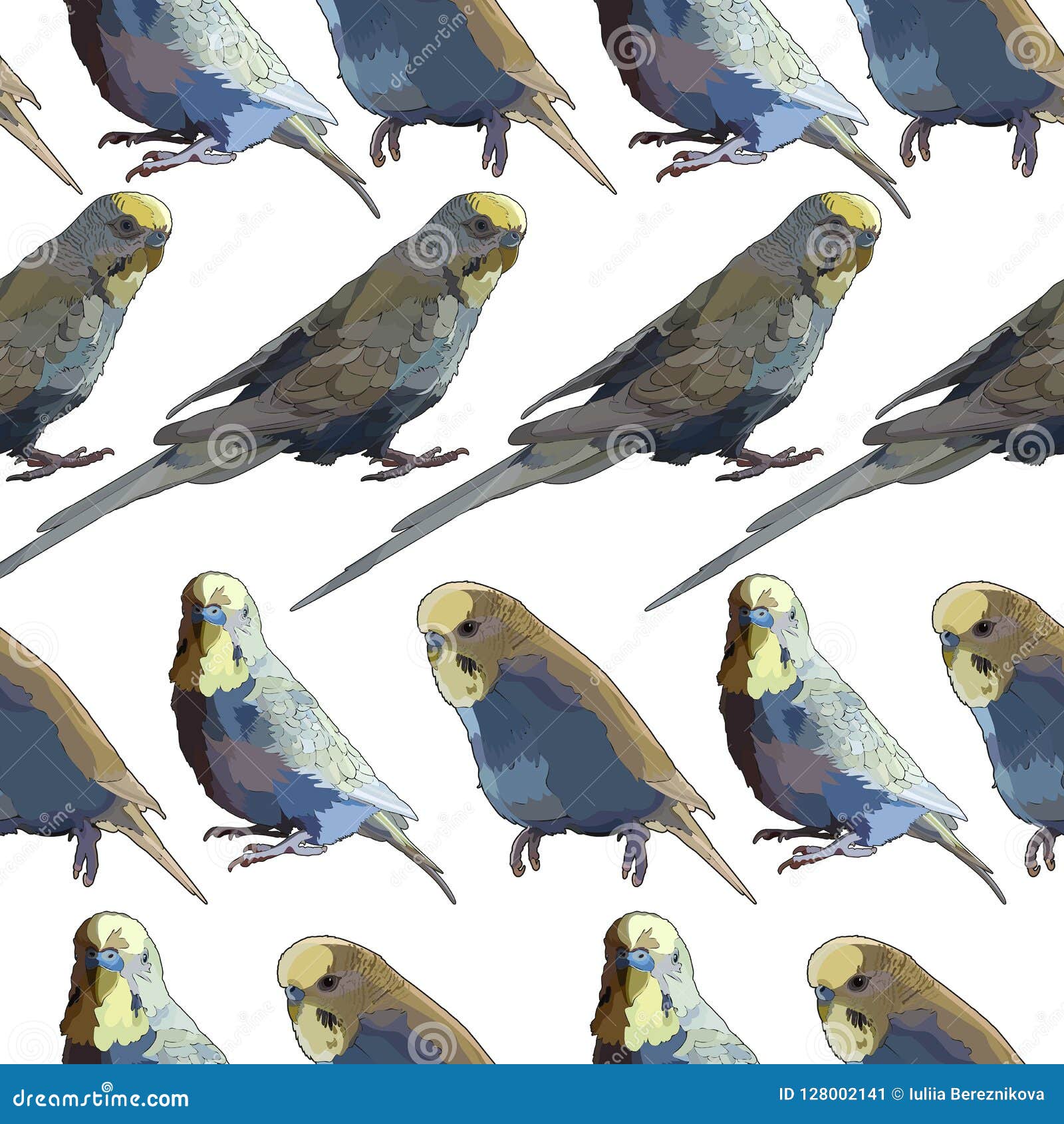 Budgerigar. Vector Drawing | CartoonDealer.com #94735735