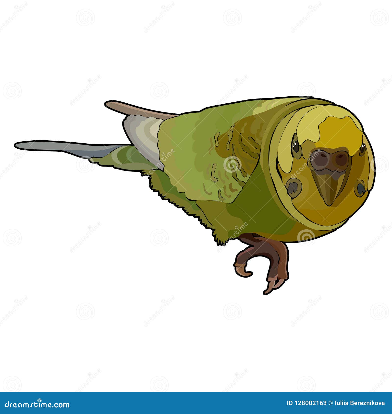 Budgerigar. Vector Drawing | CartoonDealer.com #94735735