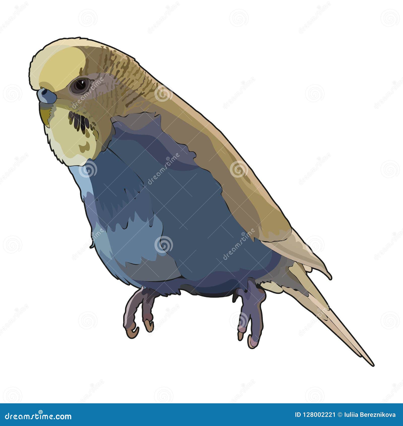 Budgerigar. Vector Drawing | CartoonDealer.com #86588392