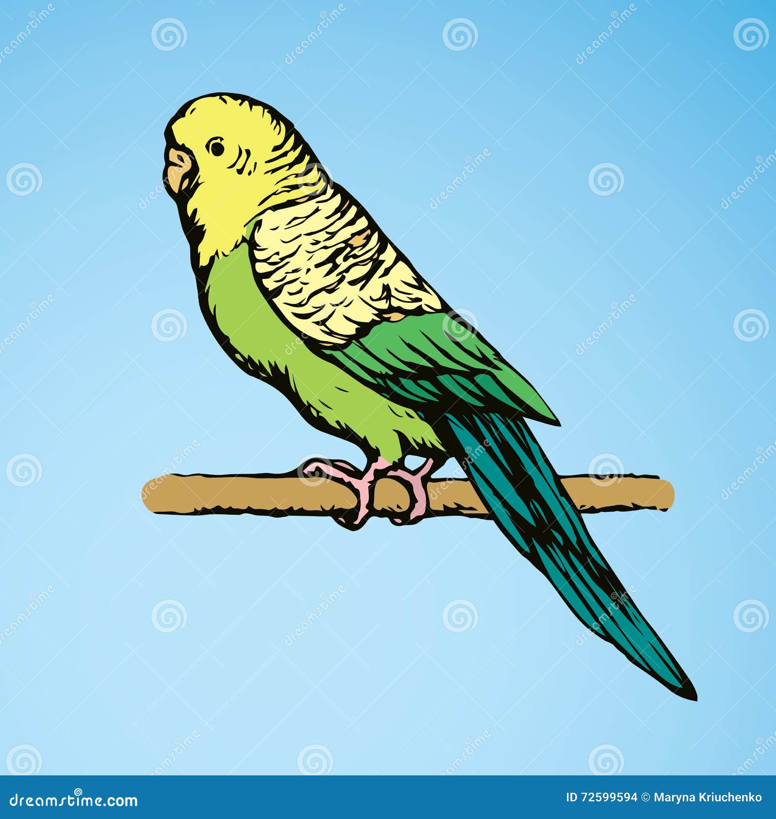 Budgerigar Vector tekening vector illustratie. Illustration of ...
